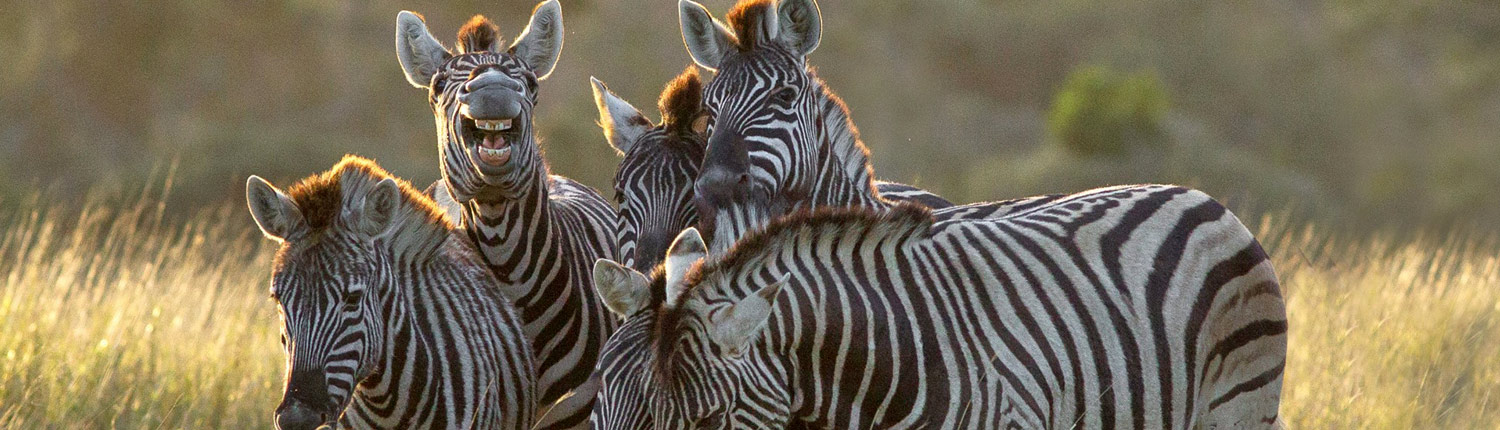 - Barking Zebra Tours