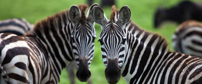 Do Zebra Bark? - Barking Zebra Tours
